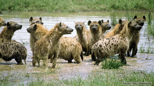 Spotted Hyenas: Clever Carnivores, Not Simply Comedians | AnimalWise