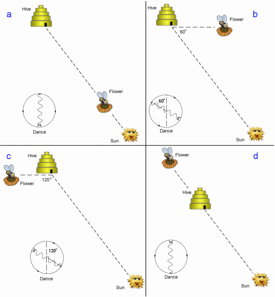 The Honeybee Waggle Dance – Is it a Language? | AnimalWise