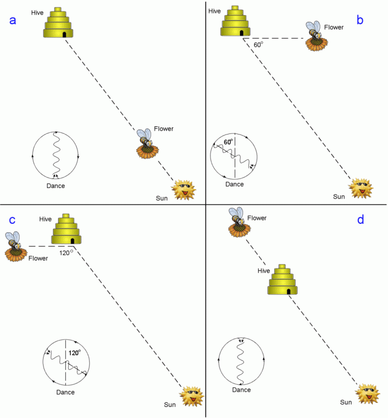 The Honeybee Waggle Dance – Is it a Language? | AnimalWise