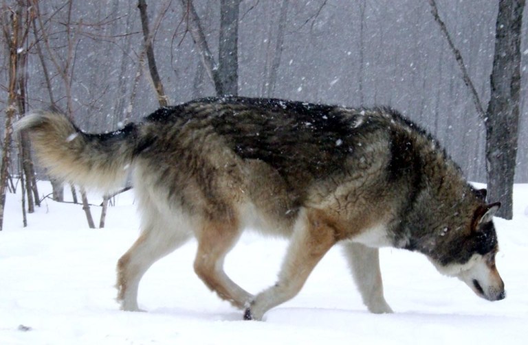 The “Yellow Snow” Test for Self-Recognition | AnimalWise