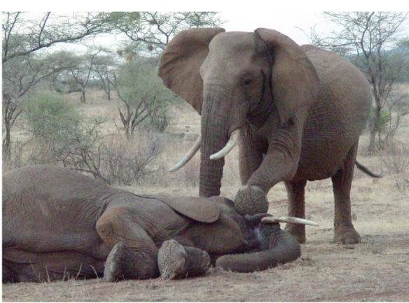 Dolphins | AnimalWise