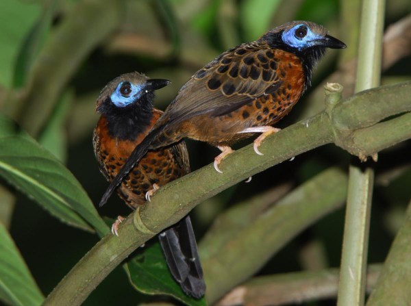 Back to the Future – Mental Time Travel in Tropical Birds? | AnimalWise