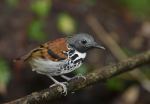 Back to the Future – Mental Time Travel in Tropical Birds? | AnimalWise