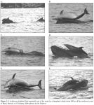 An Uplifting Dolphin Story. Literally. | AnimalWise